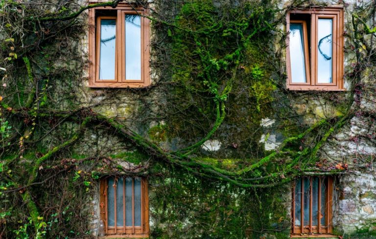 Eco-friendly Window Choices: Sustainability Meets Style