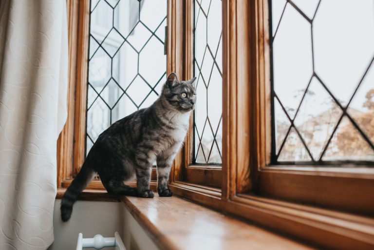 Why Do Cats Look Out the Window?