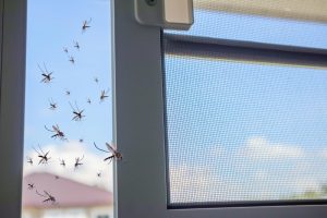 How to Prevent Bugs from Coming Through Window: Effective Tips & Solutions