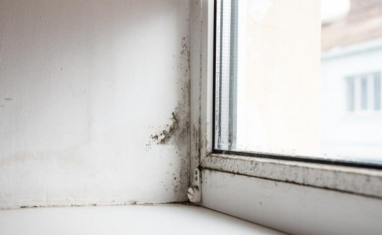 Can Mold On Window Sills Make You Sick? - Causes, Symptoms & Prevention ...