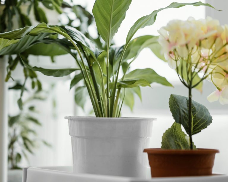 How to Decorate a Bay Window Ledge: Easy Tips & Ideas for Stunning Results