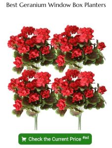 15 Brilliant Window Box Ideas with Geraniums