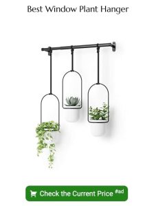 15 Creative Hanging Plants in Window Ideas
